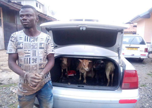 Man, 35, Grabbed For Stealing Goats