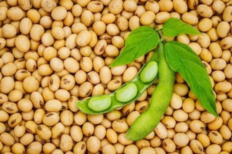 Why was Africa exporting only about 1% of Soya, “The King Of Beans”?