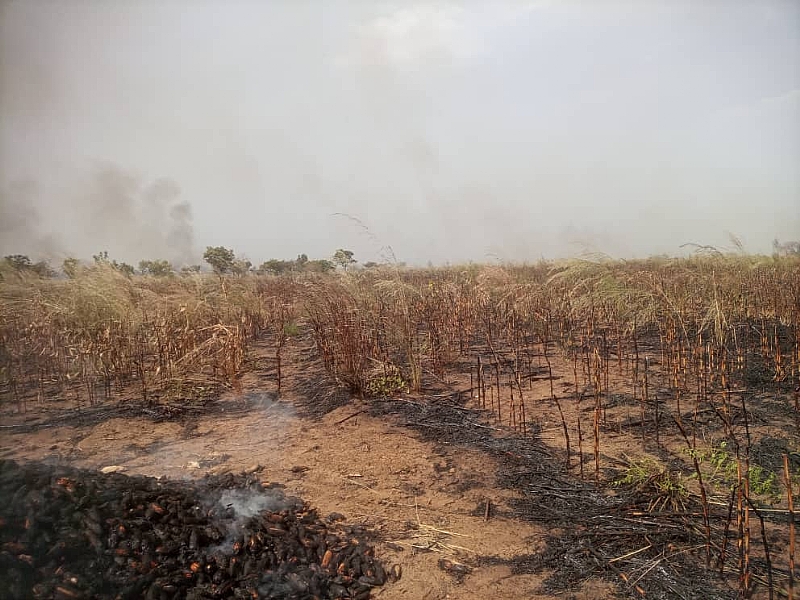 250-acre maize farm destroyed by bushfire in Jirapa
