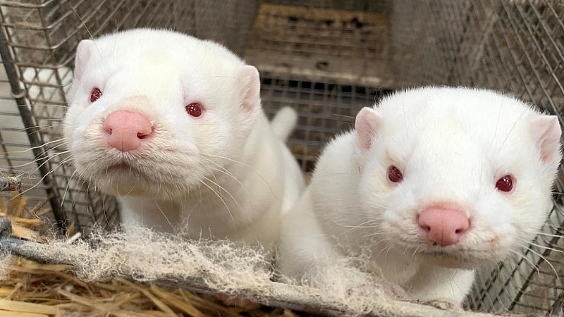 France culls 1,000 minks after first case of Covid breaks out on farm