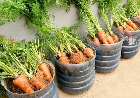 Growing Carrots In Bottles in Ghana