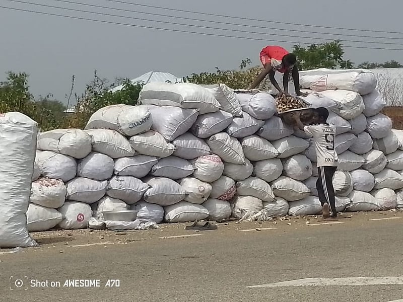 Farmers in Oti Region struggle as dried cassava chips pile up with no ...