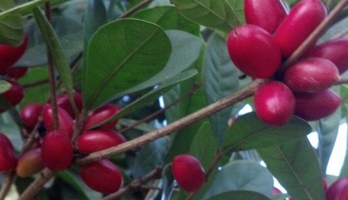 Asawa; Taami: Improves sexual potency and infertility in Men, treats ...