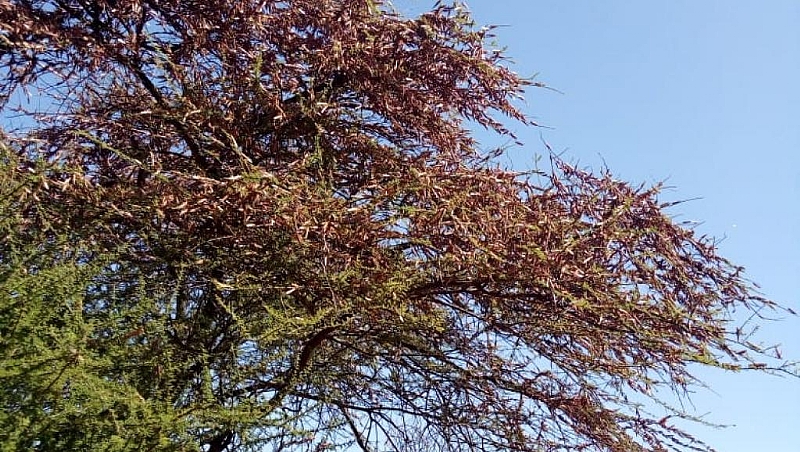 Locusts threaten food security in Horn of Africa