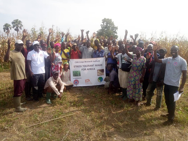 Crops Research Institute Releases Stress Tolerant Maize to AddressFood ...