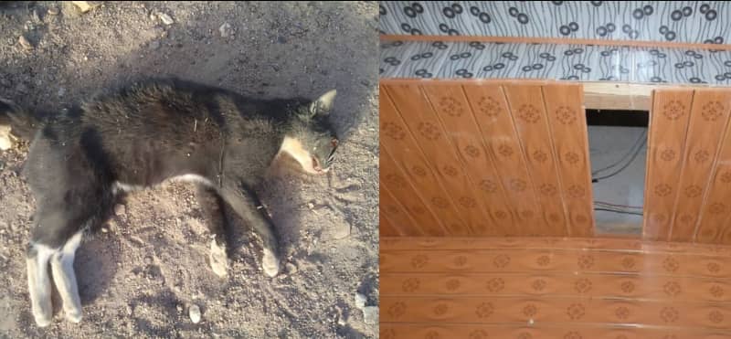 Journalist escapes 'evil wild cat' attack with his family
