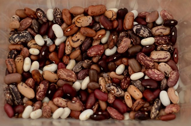 Common Bean: The Industrial And Nutritional Solution