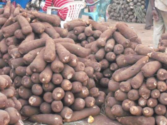 Addressing yam-harvest losses in Nanumba North: Need for improved ...