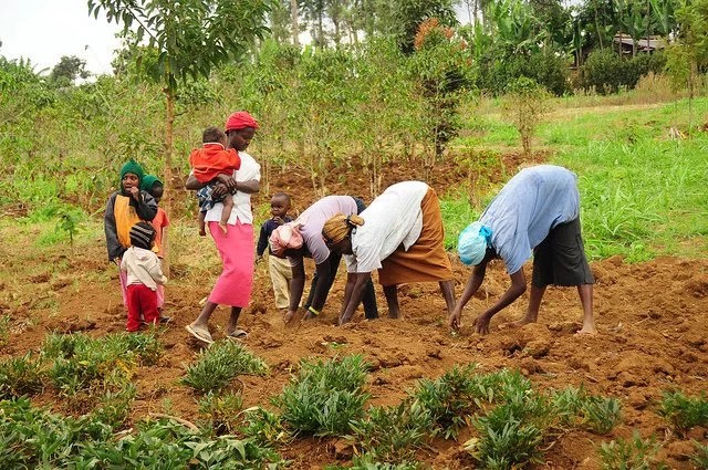 Looking back at 2020, are small holder farmers receiving the needed ...