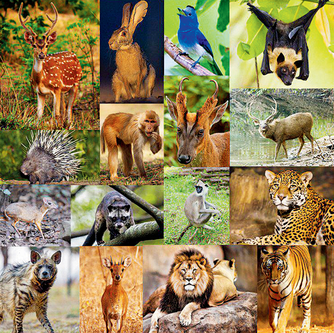 Our Vanishing World: Wildlife