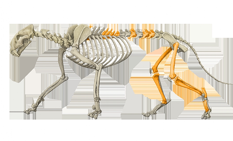 Sabretooth cats hunted on South Africa's coast 5 million years ago ...