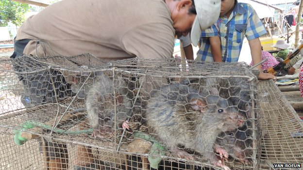Ghana don't have earthquake detectors because we've eaten all the rats ...