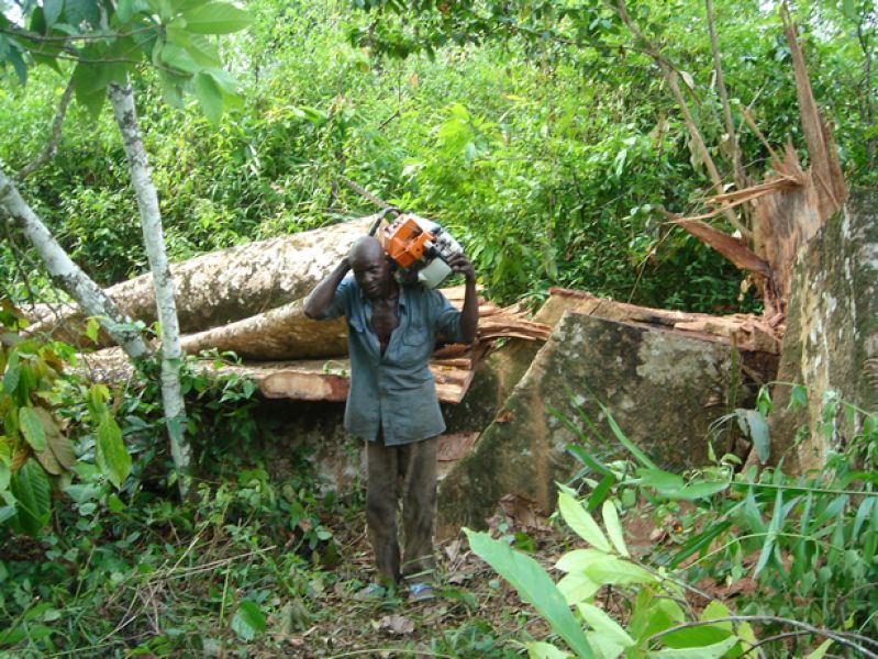 Forest enterprises urged to keep proper records