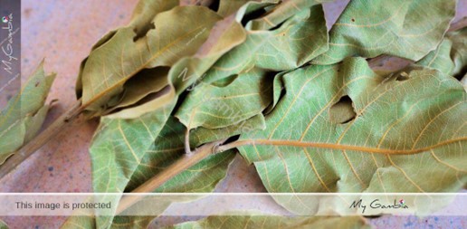 Rat Tea: Natural Dewormer, antidiarrhea, Pain reliever, etc.