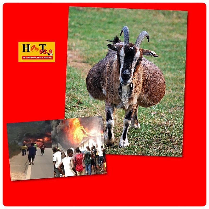 Video: Pregnant goat survives despite being buried alive in Appiatse ...