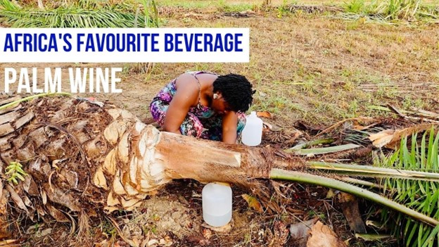 Palm wine lowers blood sugar, and cholesterol, and supports heart health