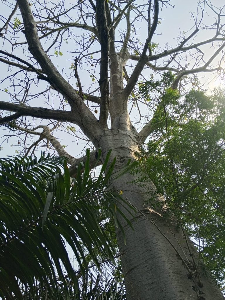 High demand for baobab fruits in Ziope Area