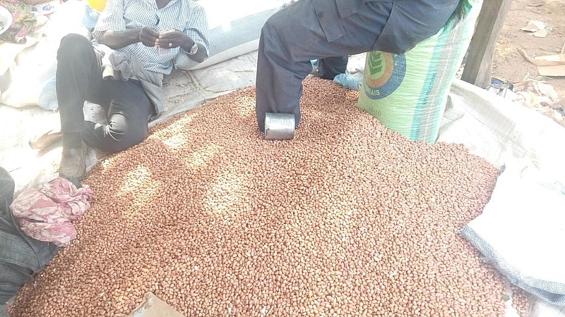 Gambia loses tons of groundnuts to Senegalese wholesalers