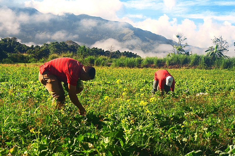 U.S. Flagship Feed the Future Program helps sustain Agribusiness Sector ...