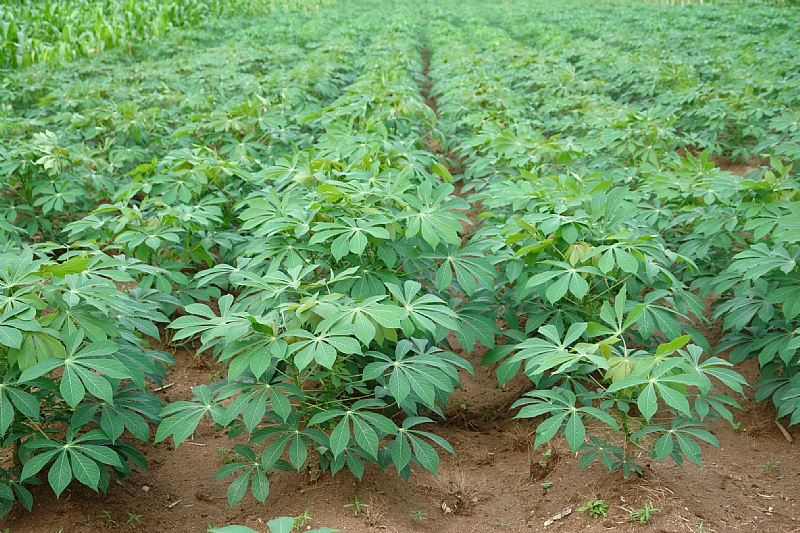 ACAI Scientist And Partners To Meet In Zanzibar To Review Progress In ...