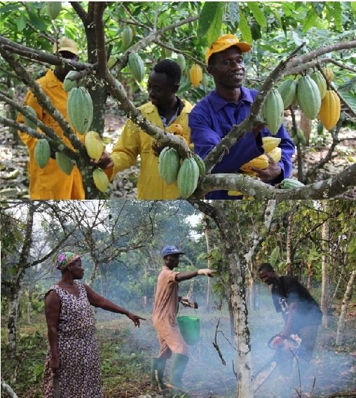Cocobod Outlines Interventions to boost Cocoa Production