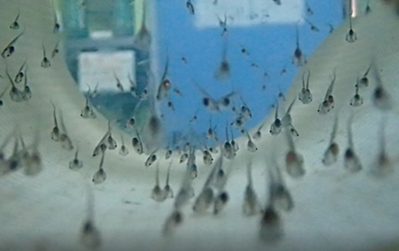 How tadpoles advance the African clawed frog invasion