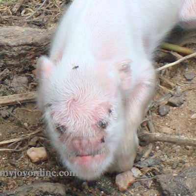 Bolga: Piglet has human face