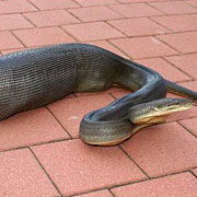 Terrier Alert: Python Swallows Pet Dog