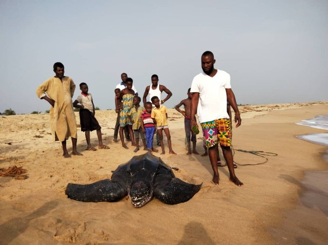 Volta: Residence Alarm Over Heavy Poaching of Sea Turtles