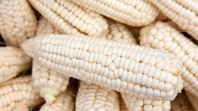 Ghana Resumes Export Of Maize, Other Foodstuffs To Burkina, Togo And ...
