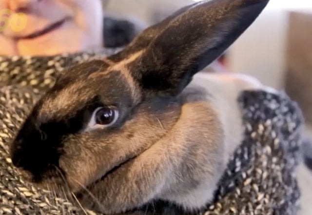 Rabbit Has Mysterious Cross On Its Forehead