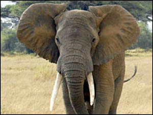 Bringing the Elephant Back into Town