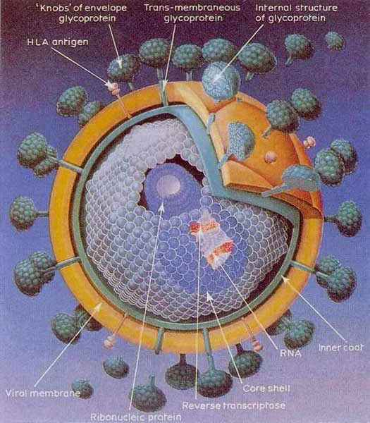 Scientists get closer look at AIDS virus