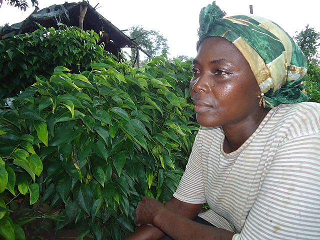 Yam farmers increase crop yield with improved planting materials