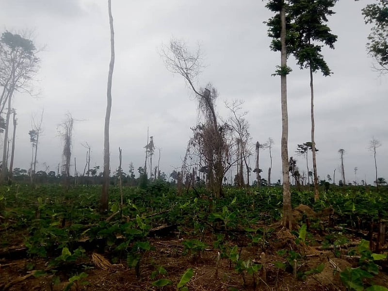Ghana included in 2020 Deforestation Fronts Report