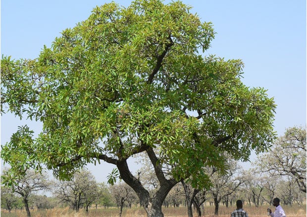 Shea trees on precipice
