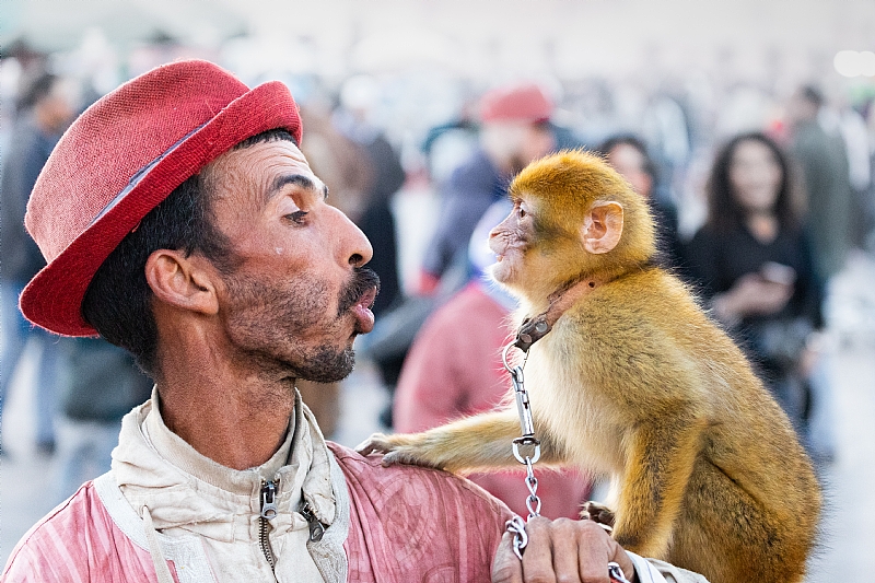 The lucrative trade in African primates threatens their survival