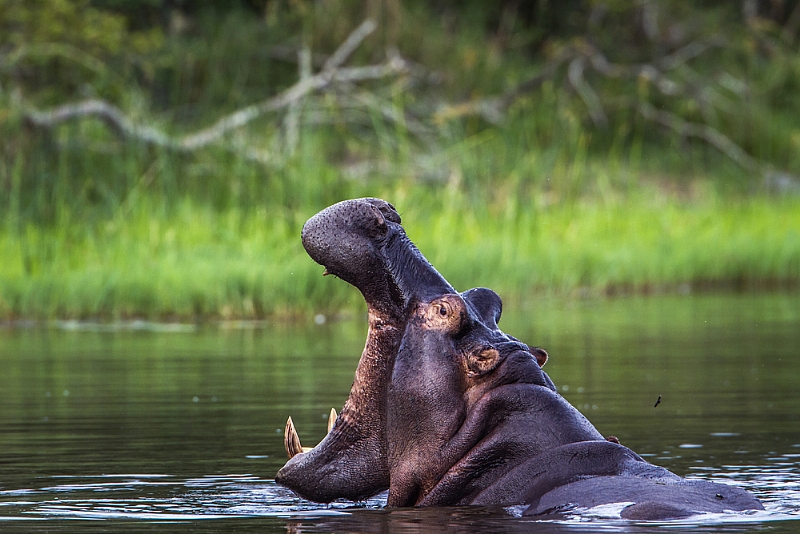 When a hippo honks, here's what it could mean – to another hippo at least