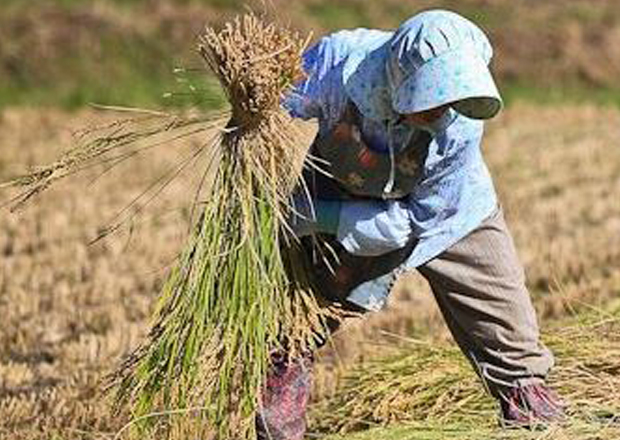 $39m Approved For Savannah Agriculture