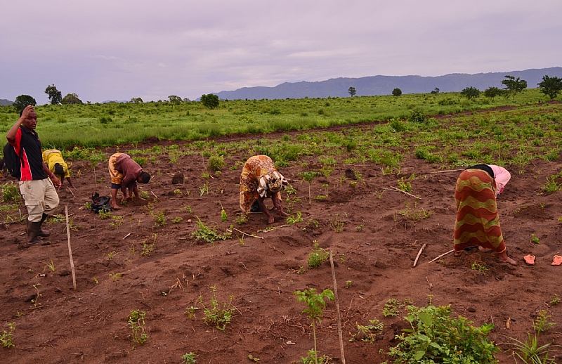 The Science Behind Ghana’s Fertile Soil: Why Agribusiness Is the Next ...
