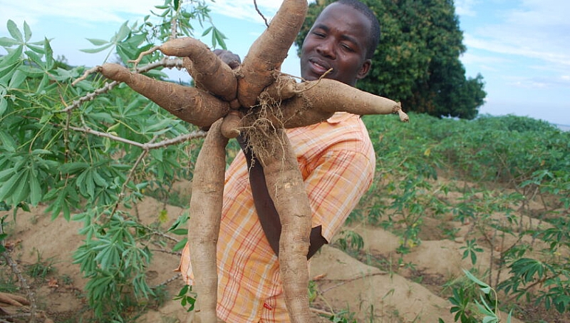 Certified seed gives boost to cassava farmers in Tanzania