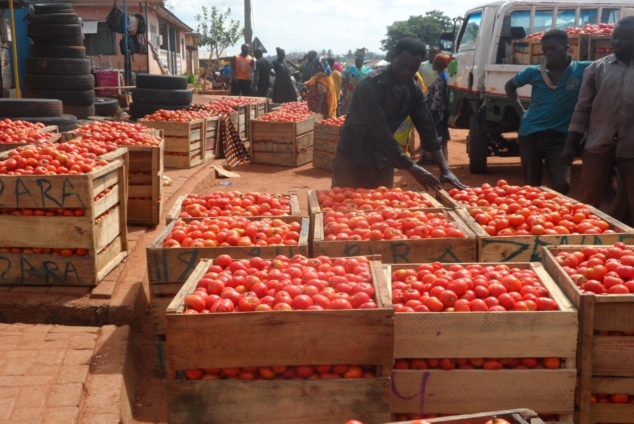 Tomatoes In Crisis: Did Past Leaders Sow Neglect, Now Blaming Government?