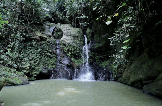 Save The Watersheds In The Atewa Forest