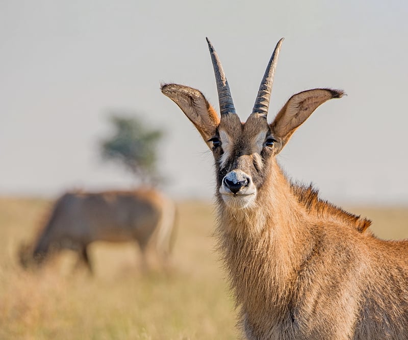 What Kenya must do to save its roan antelope population