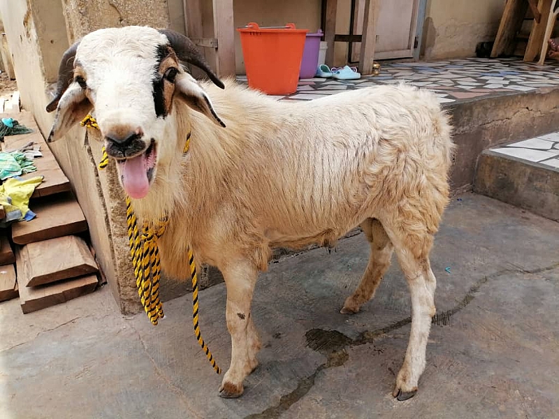 More trouble for sheep thief for possessing unlicensed pistol