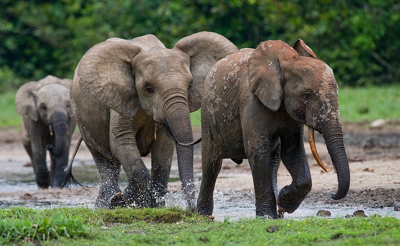 A first for large African mammals: DNA used to count Gabon's endangered ...