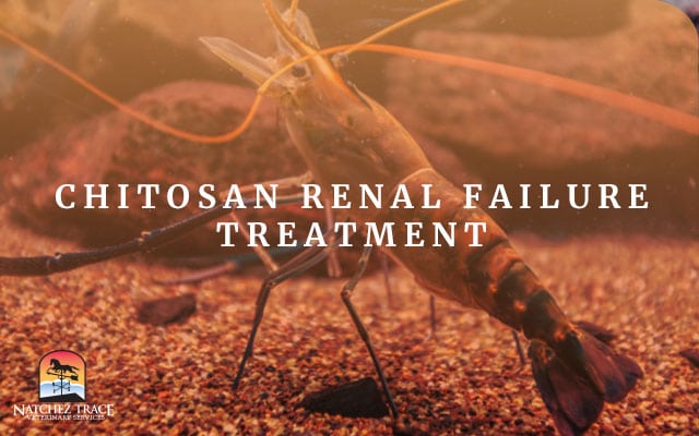 Chitosan Improves Kidney Function