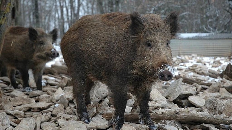 France considers extending the boar hunting season