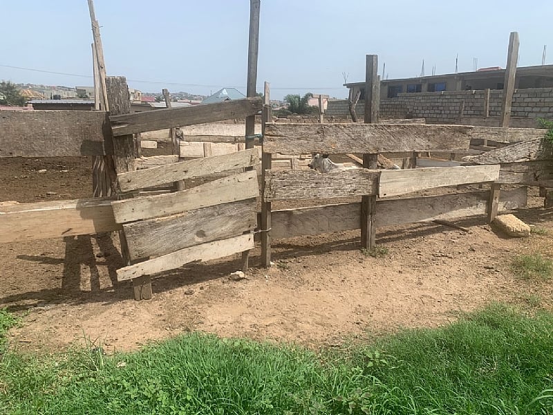 Exercise restraint as we work to relocate cattle ranch – Ga West MCE ...