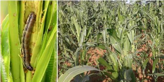 Ghana Loses About US$64 Million Through Armyworm Infestation